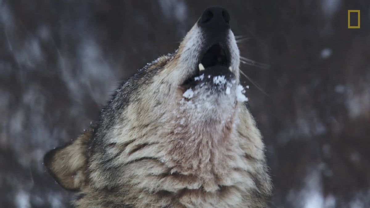 Animals Make Comeback 30 Years After Chernobyl Disaster — Animal ...