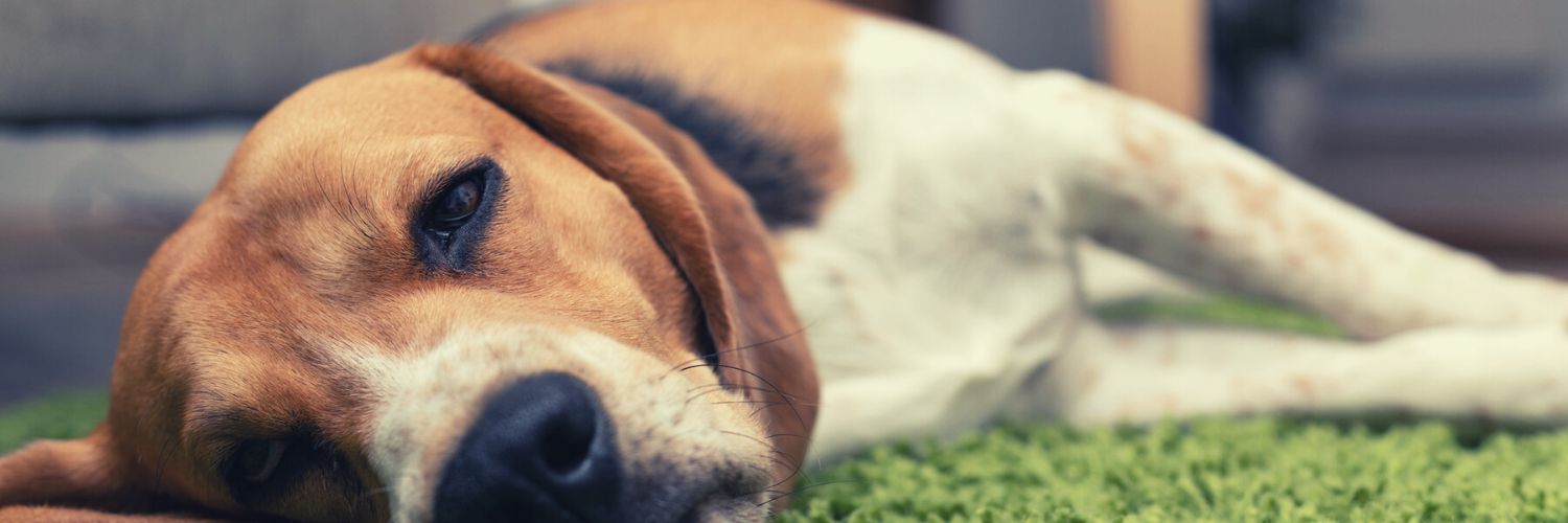 Constipation in Dogs: How Do I Know if My Dog Is Constipated? — Animal ...