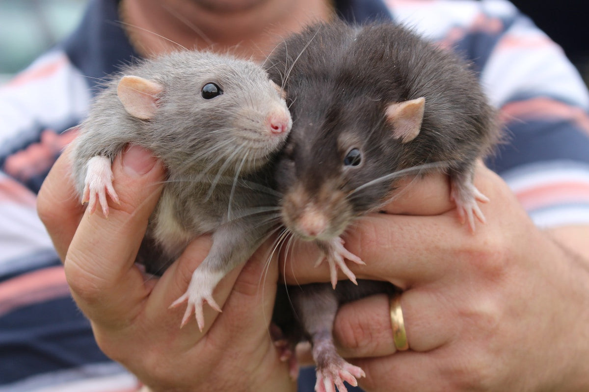 Adorable Experiment Proves Rats Love to Be Tickled! — Animal Hearted ...