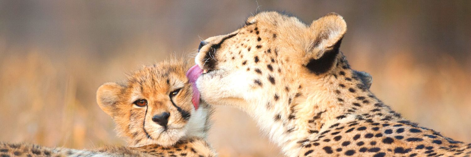 Motherhood Animal