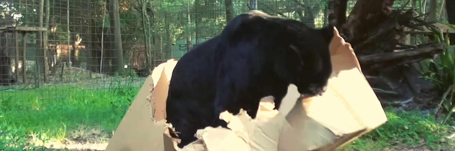 Adorable Video Of Big Cats In Boxes: Big Cats Love Cardboard Box Too ...