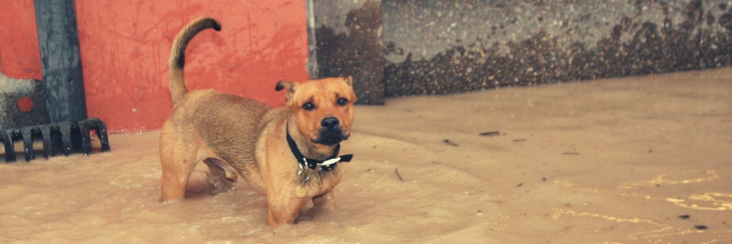 Pet Disaster Preparedness Tips: How to Be Safe in Emergencies — Animal ...