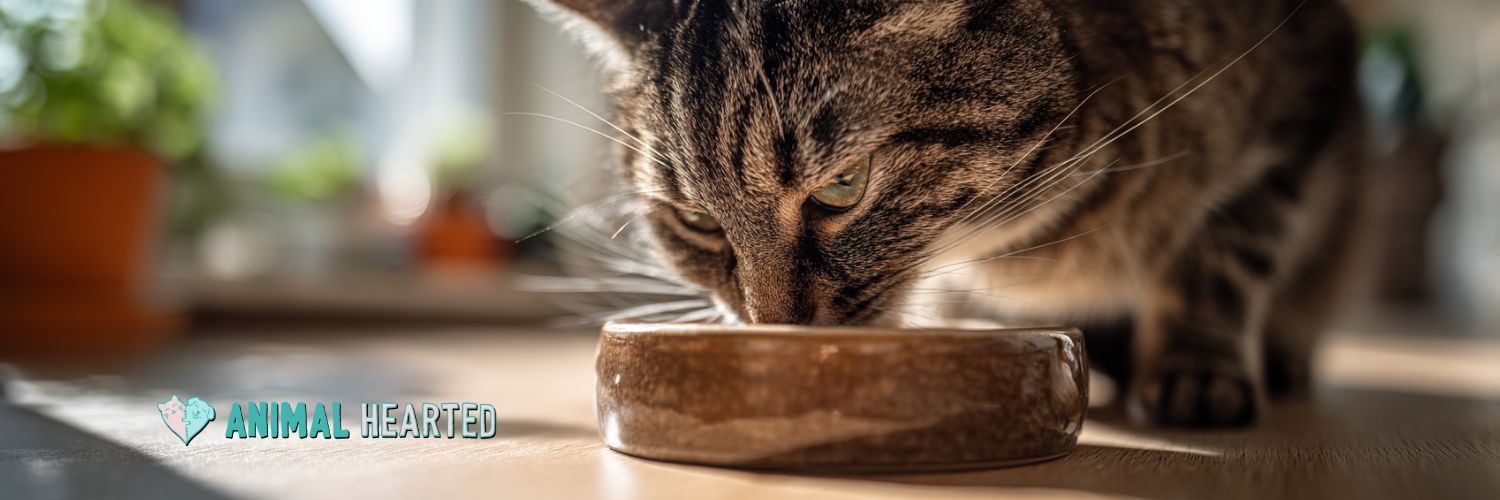 Cat Health and Daily Care Guide (2026) — Animal Hearted Apparel