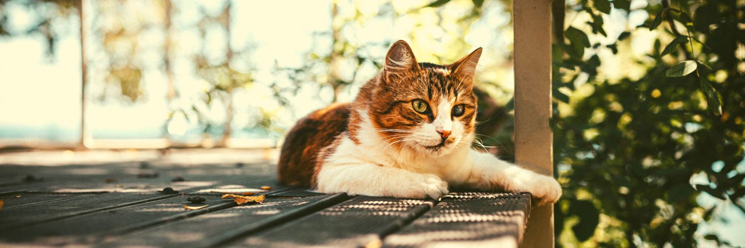 Genetics on Cat Colors and Gender: Are Calico Cats Always Female ...