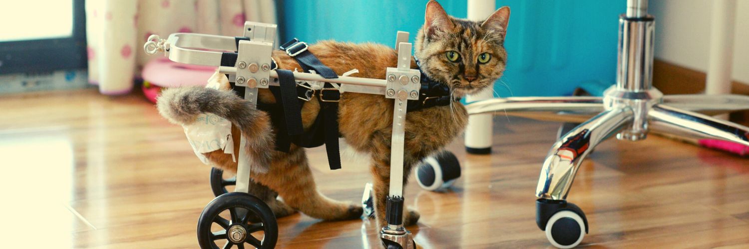 Cat Mobility Cart: Pet Wheelchairs For Disabled Cats — Animal Hearted ...