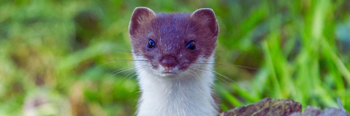 Baby Weasel Pet