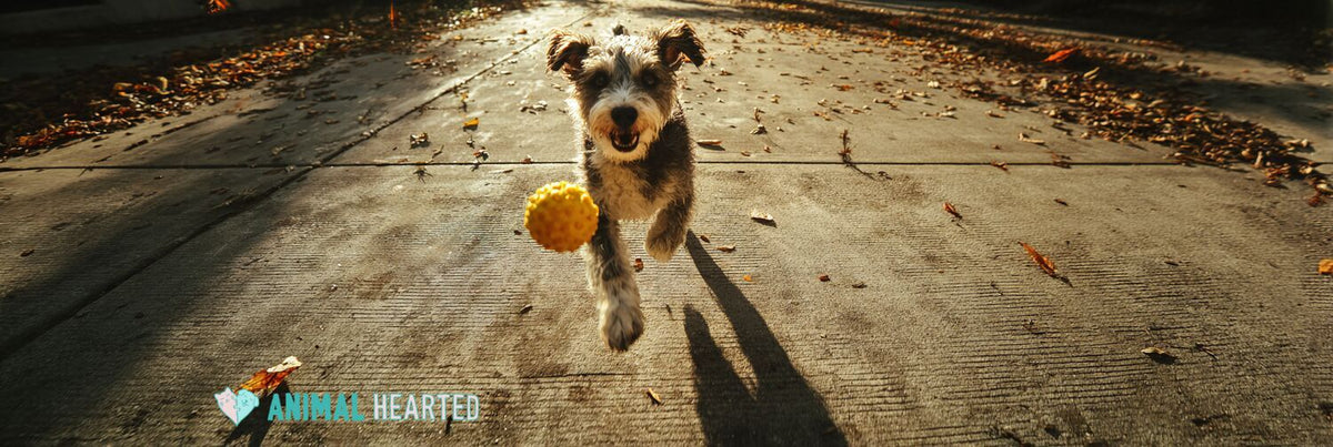 How to Design a Custom Dog Toy: A Practical Guide — Animal Hearted Apparel