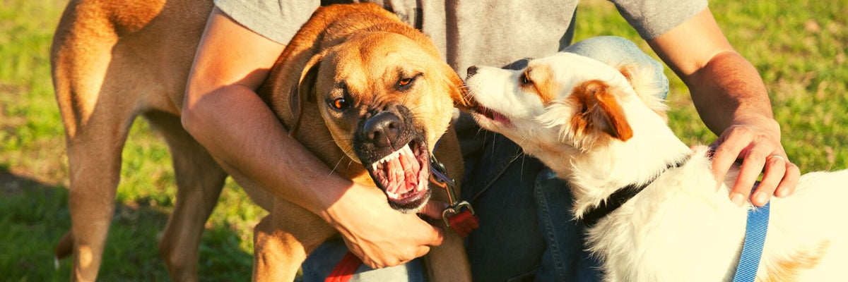 Dog Breed Stereotypes: New Studies on Negative Behavior — Animal ...