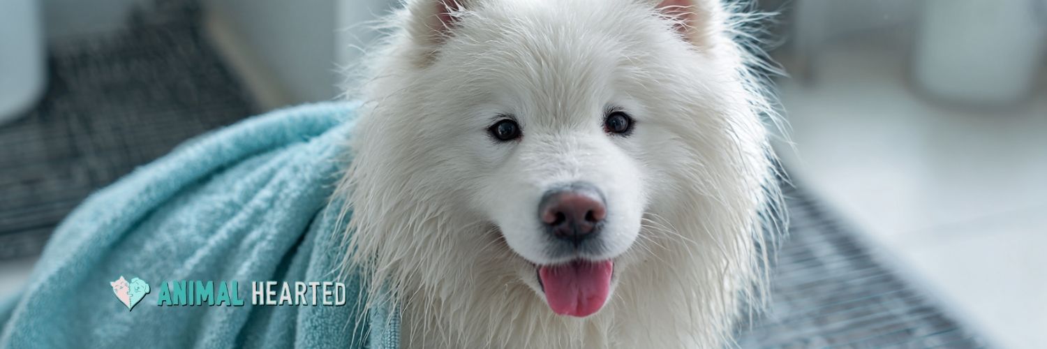 At-Home Pet Grooming: What Happens During a Visit — Animal Hearted Apparel