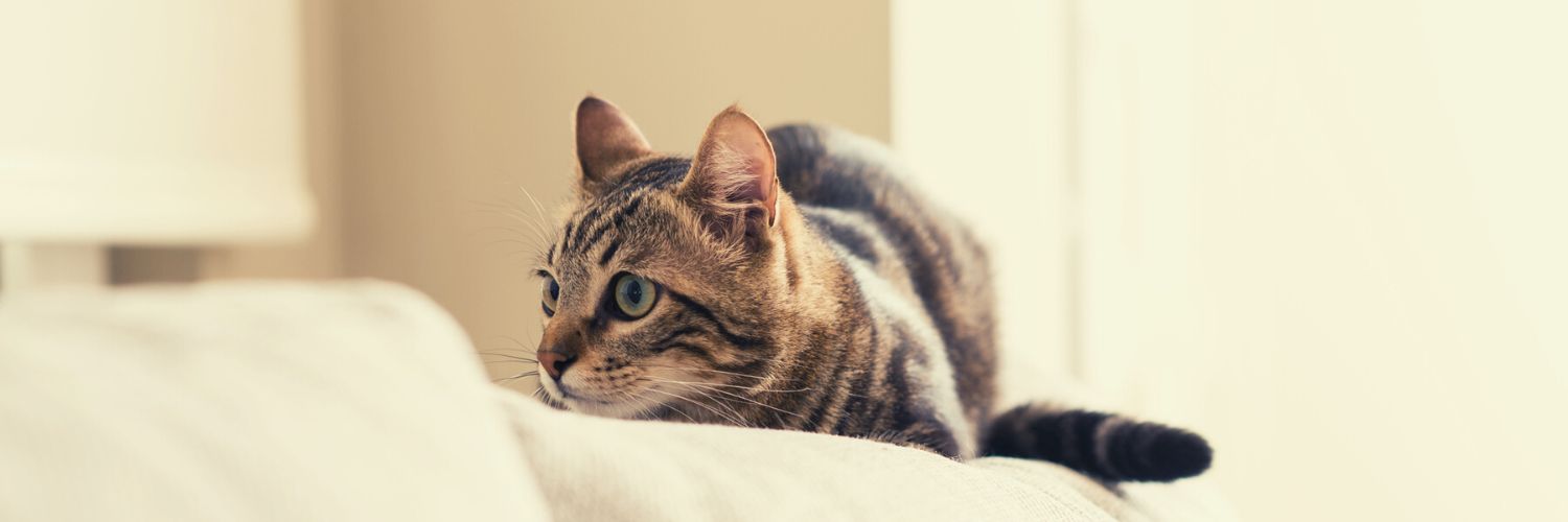 Cat Proofing Your Home: 10 Tips on How to Cat-Proof Your House — Animal ...