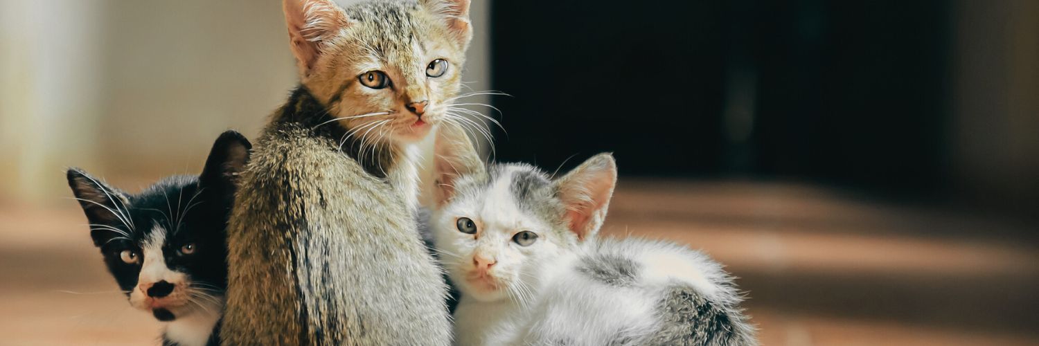 Multi Cat Household Tips: Keeping the Peace Between Multiple Cats ...