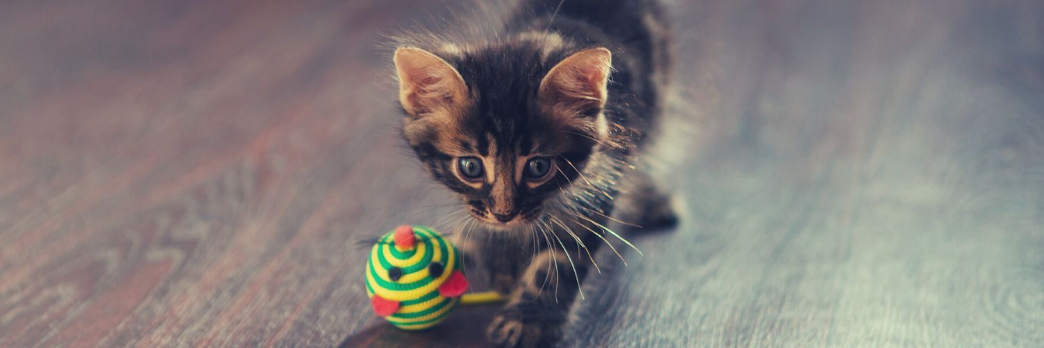 Ethical Cat Toys: Being An Ethical Pet Owner — Animal Hearted Apparel