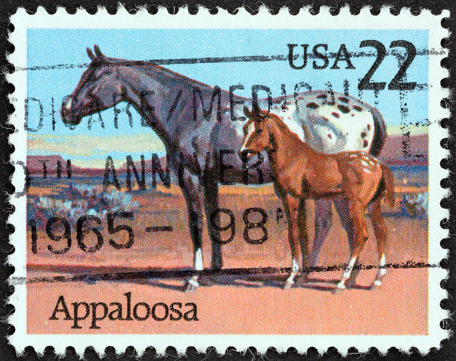The Most Famous Appaloosa Horse Names in 2022 — Animal Hearted Apparel
