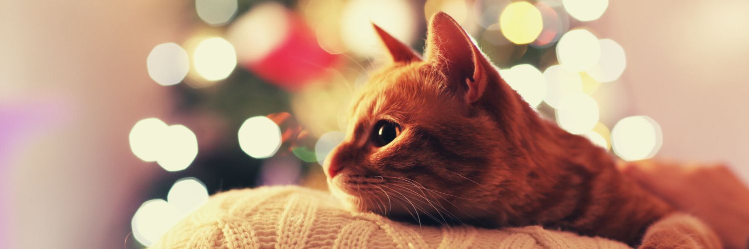 Temptations Holiday Commercial: Best Temptations Cat Treat Holiday Ad ...