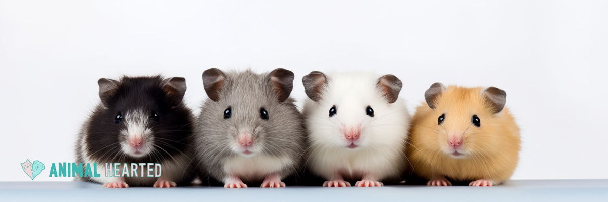 5 Rare Hamster Breeds That Are The Most Exotic — Animal Hearted Apparel