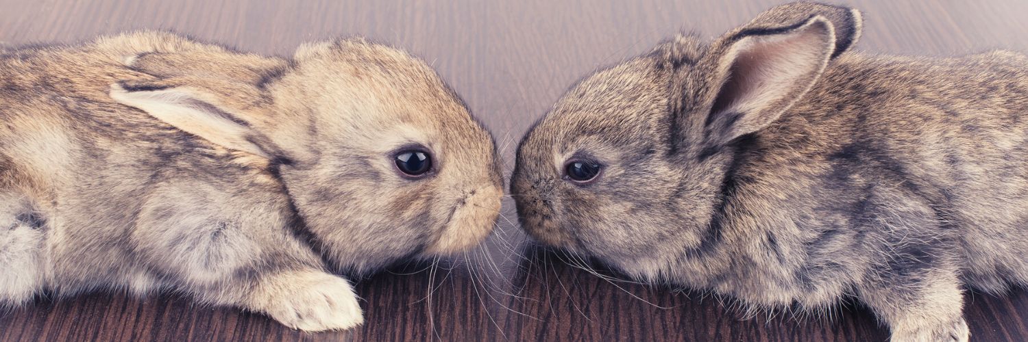 Cute Bunny GIFs: The Best Rabbit GIFs On The Internet — Animal Hearted ...