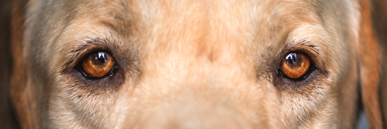 What Do Dogs See Through Their Eyes? All About Dog Vision — Animal ...