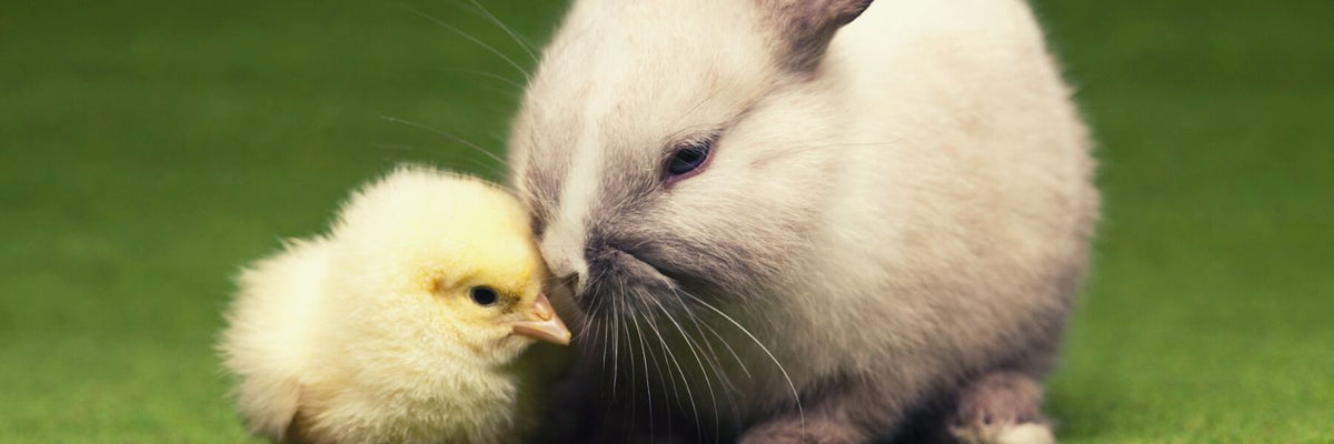 Can Rabbits And Chickens Live Together? — Animal Hearted Apparel